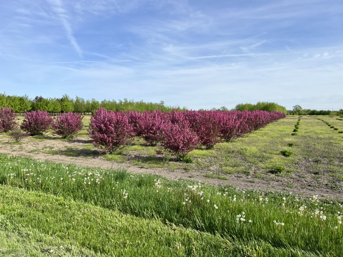 R&S Bristol Farm - Tree Farm Nursery in Kenosha County, WI